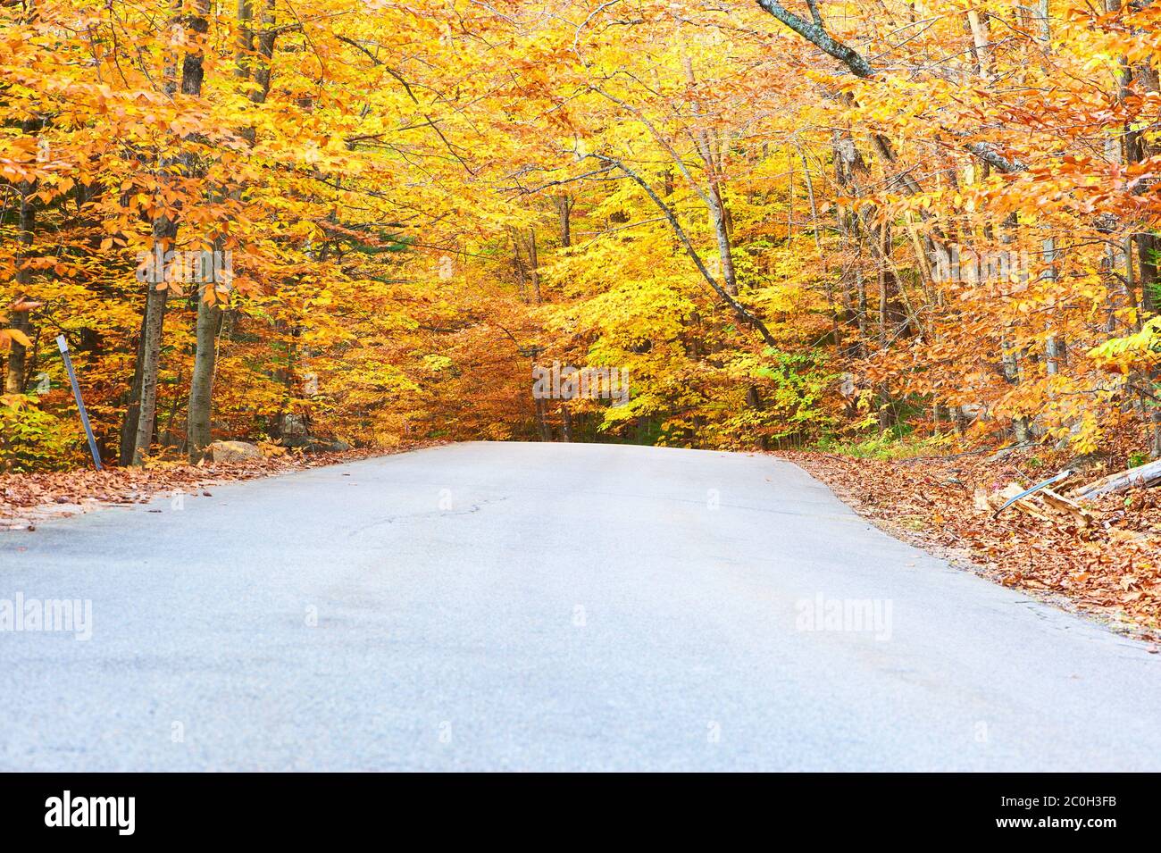 Autumn scene with road Stock Photo - Alamy