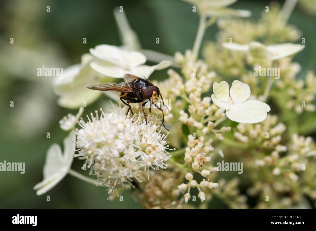 Bumblebee mimic hoverfly (Volucella bombylans plumata Stock Photo - Alamy