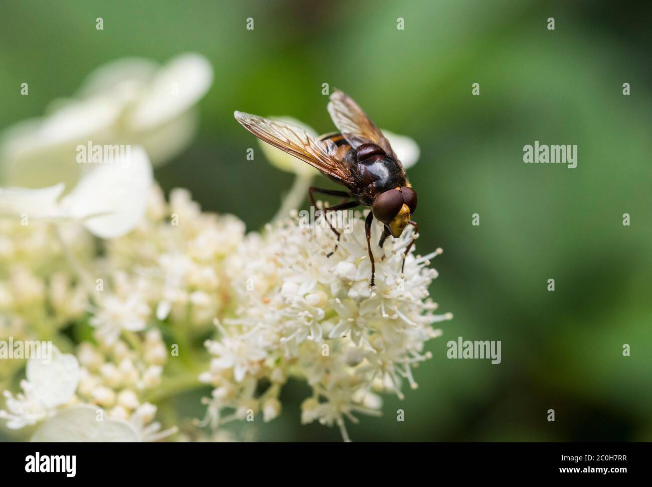 Bumblebee mimic hoverfly (Volucella bombylans plumata Stock Photo - Alamy