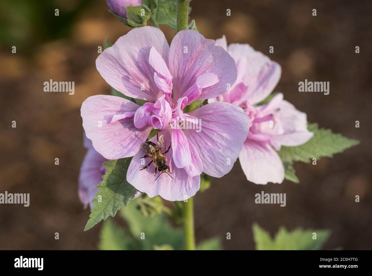 Insect Pollinated Flower High Resolution Stock Photography and Images ...
