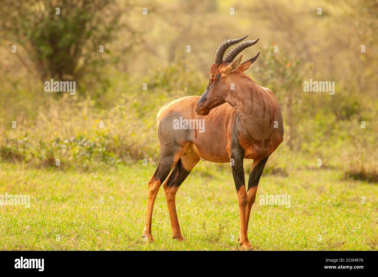 Topi, Damaliscus lunatus, in Masai Mara National Reserve. Kenya. Africa ...