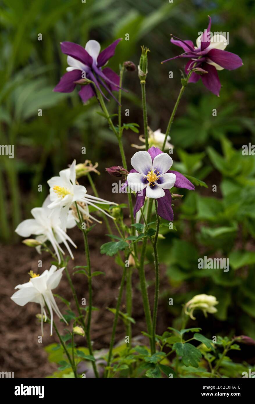 Columbine Blue Star Flowers