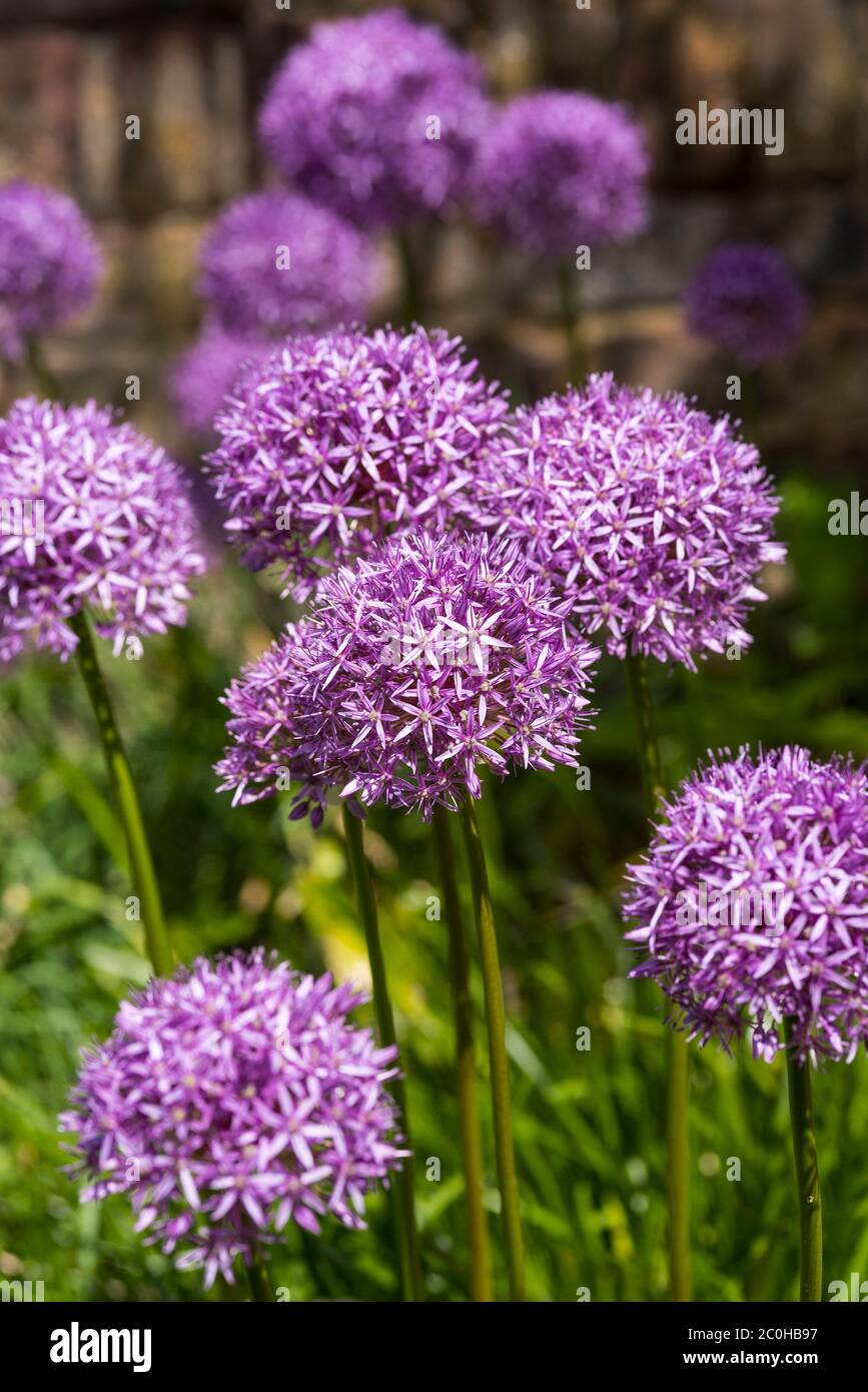 Allium Christophii - Star of Persia Stock Photo - Alamy