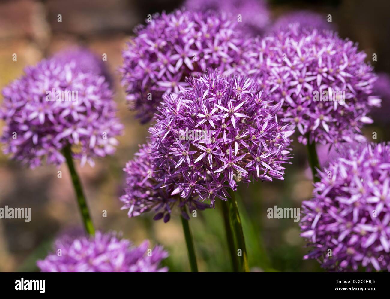 Allium Christophii - Star of Persia Stock Photo - Alamy