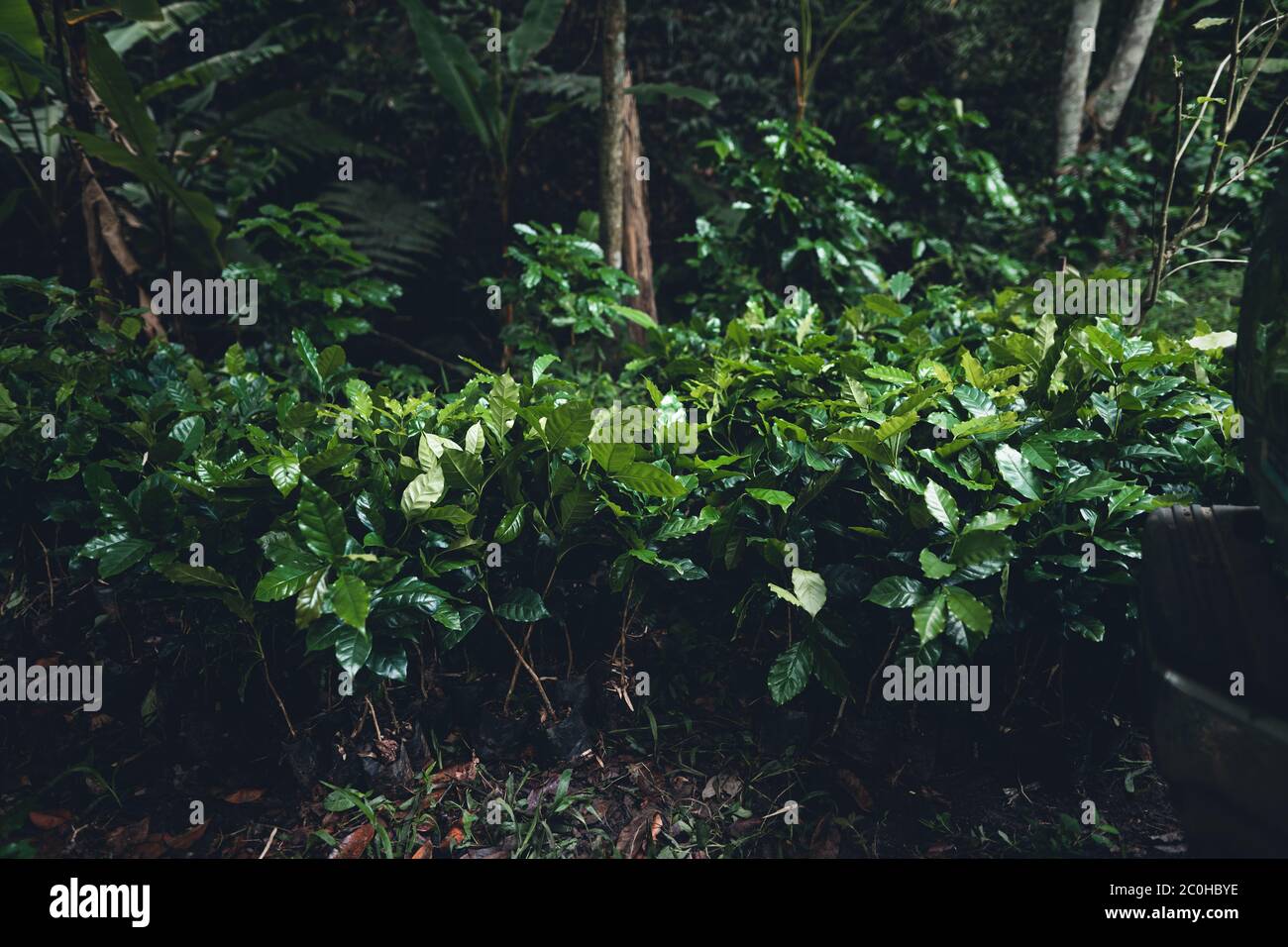Coffee farm under trees hi-res stock photography and images - Alamy