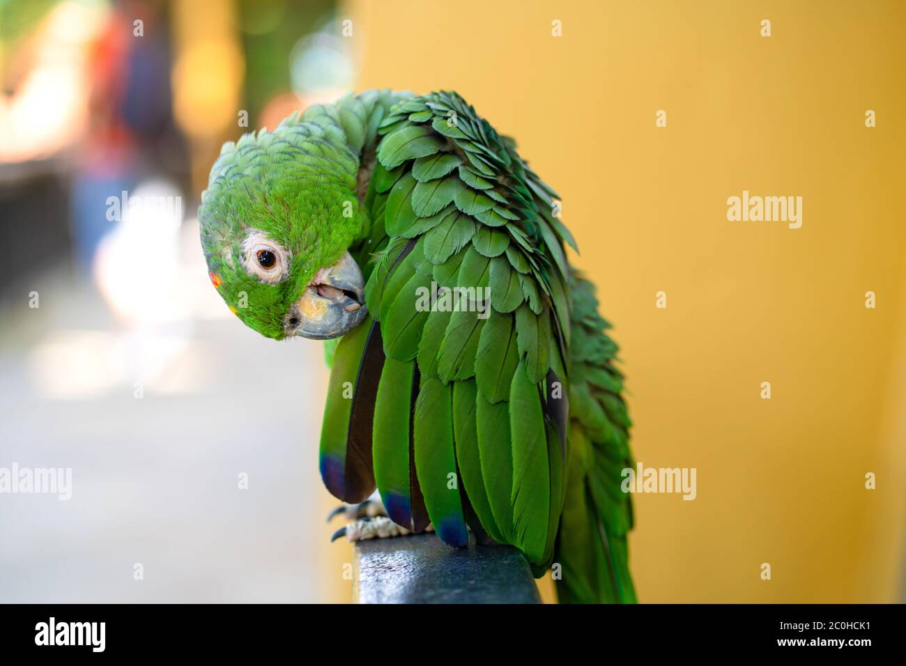 Green parrot close-up portrait. Bird park, wildlife Stock Photo - Alamy