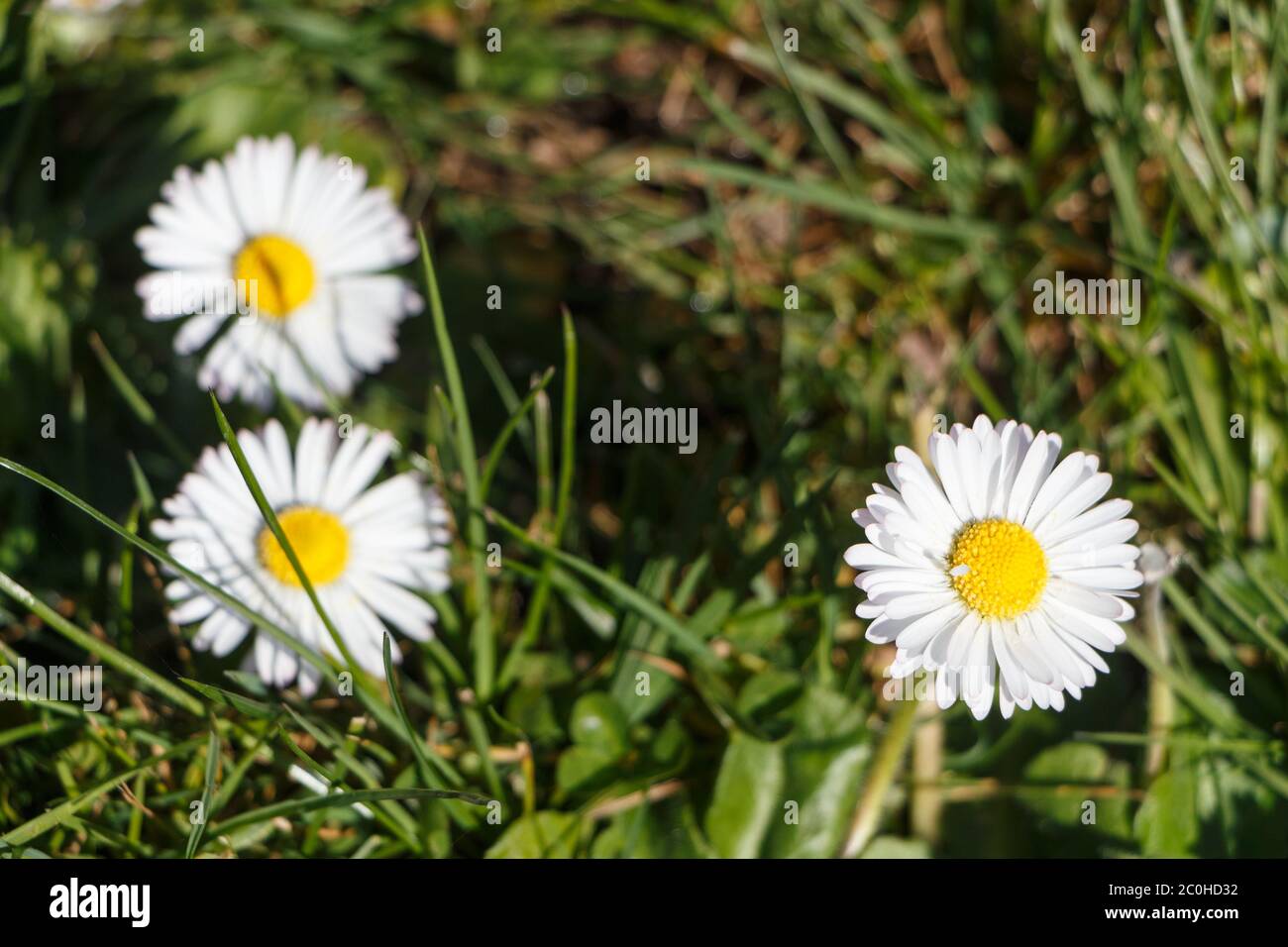 White flowers of daisy in a garden during spring Stock Photo - Alamy