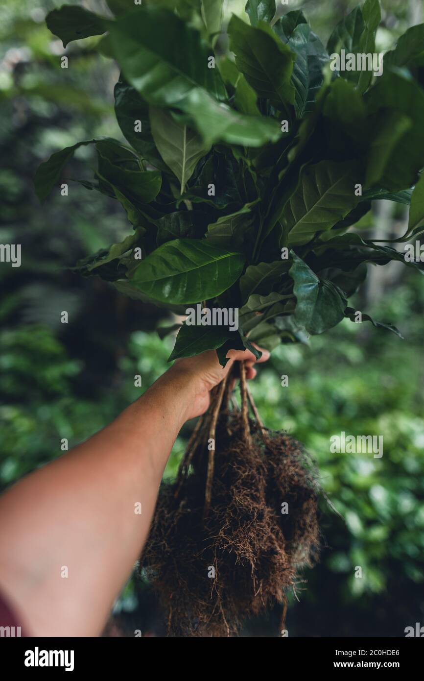 Young coffee trees are planted under the shade of large trees Stock ...
