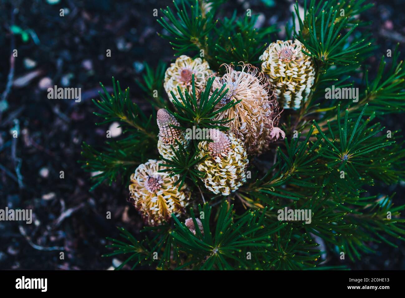 native Australian Birthday Candle banksia plant outdoor in sunny ...