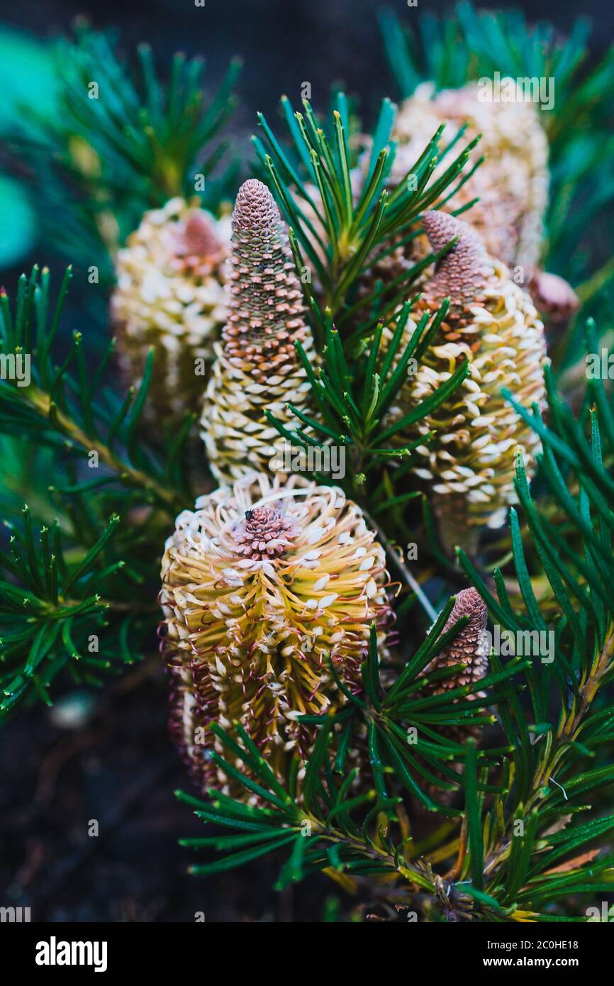 native Australian Birthday Candle banksia plant outdoor in sunny ...