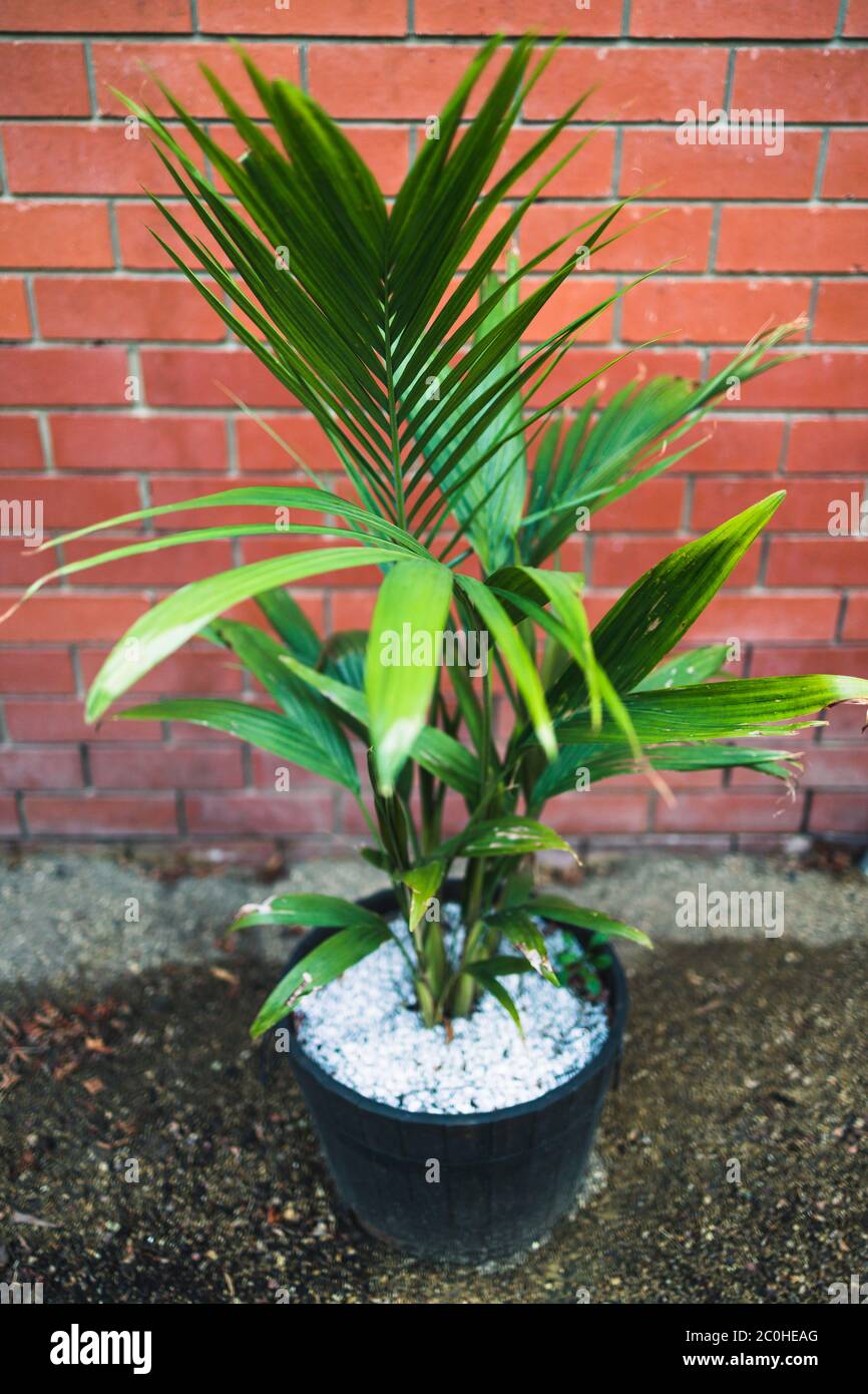 palm tree plant outdoor in sunny backyard next to brick wall shot at ...