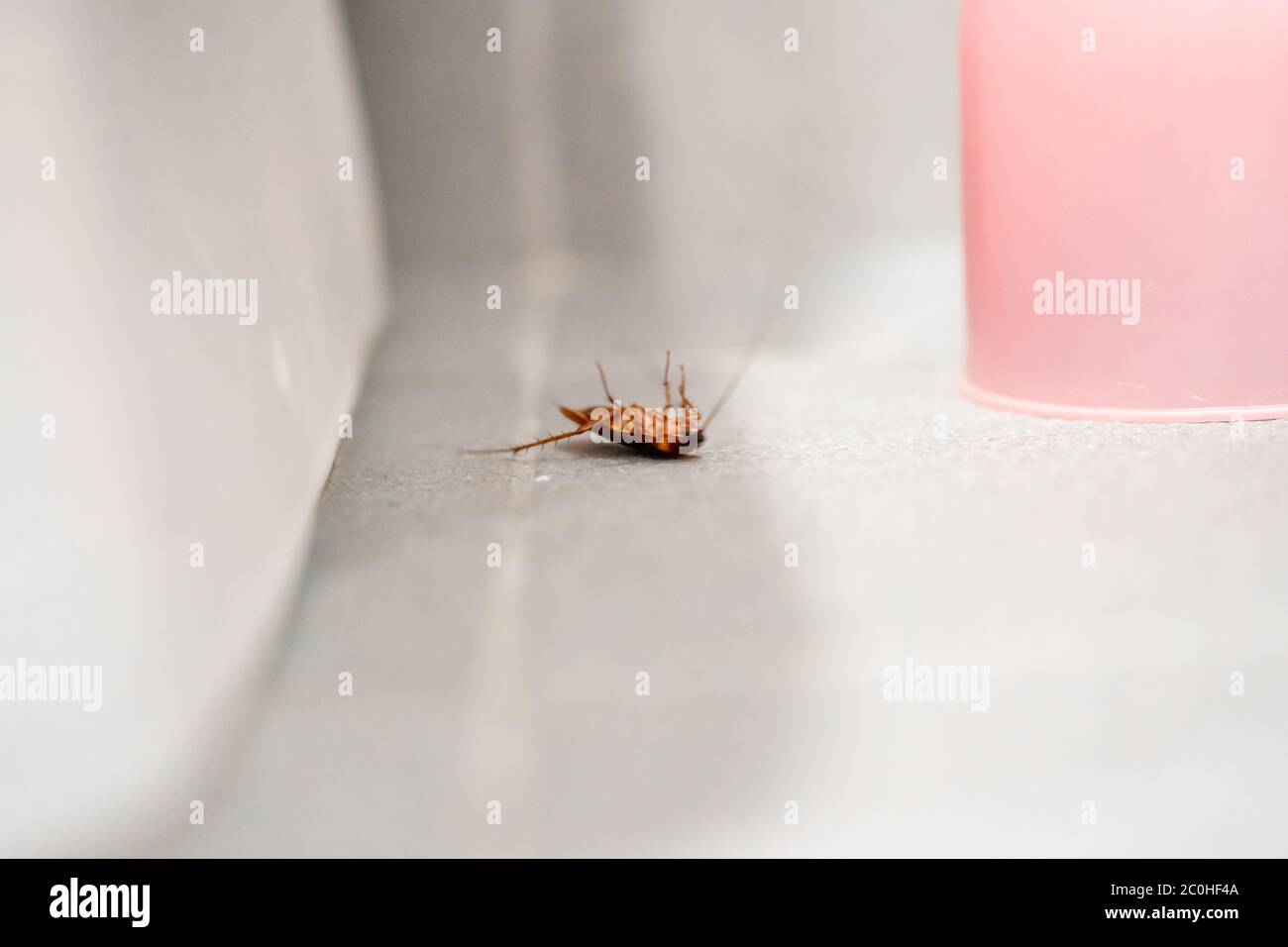A huge cockroach on the floor. Insect pests in the house Stock Photo ...