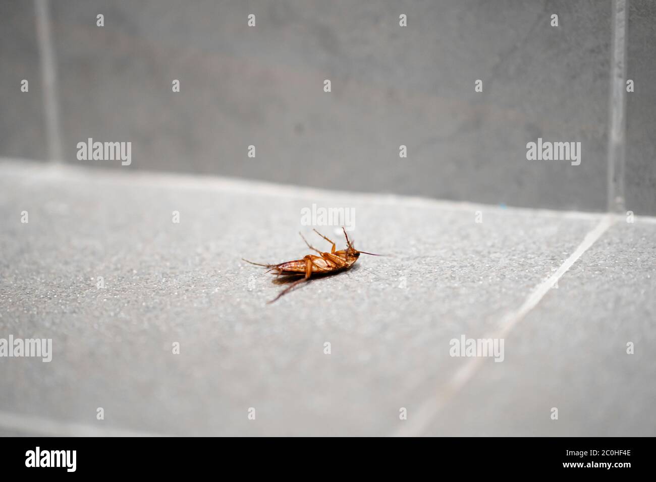 Huge Cockroaches That Fly