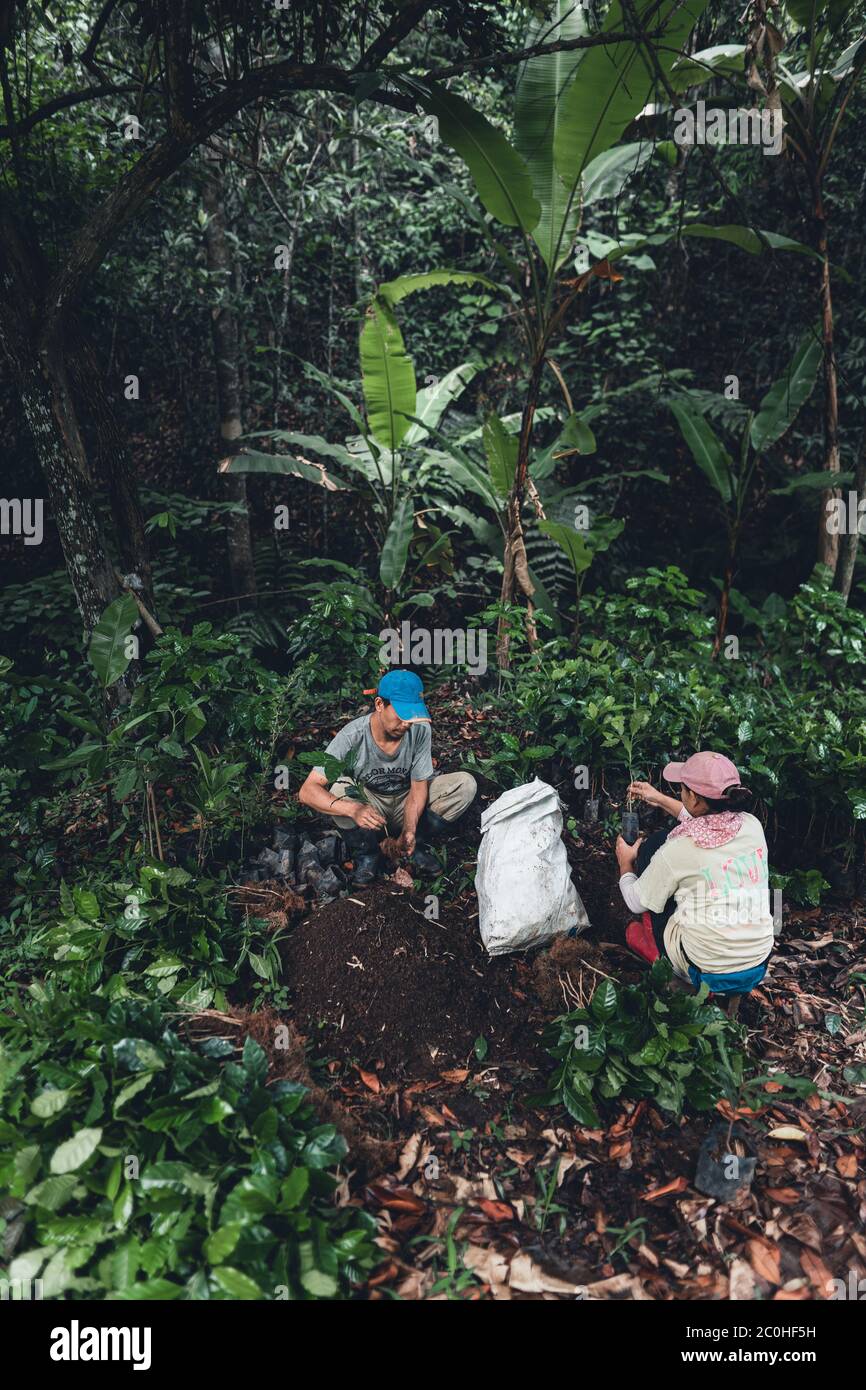 Coffee farm under trees hi-res stock photography and images - Alamy