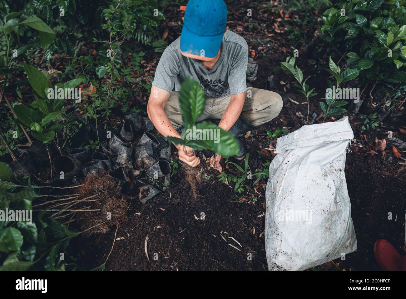 Coffee farm under trees hi-res stock photography and images - Alamy