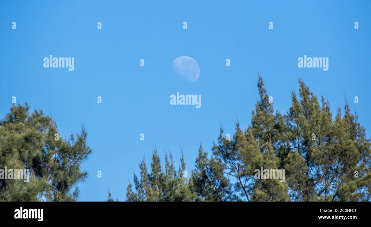 The moon visible over a line of tree tops in a clear blue sky during ...