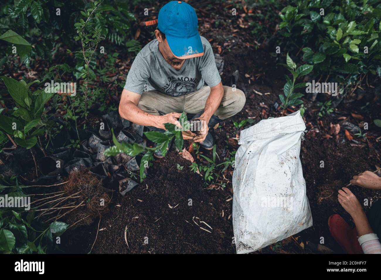 Young coffee trees are planted under the shade of large trees Stock ...