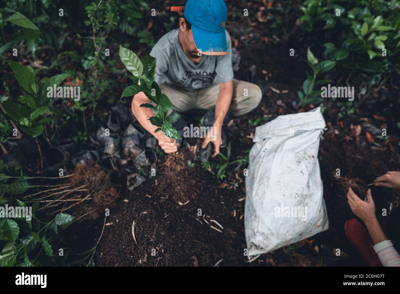 Coffee farm under trees hi-res stock photography and images - Alamy
