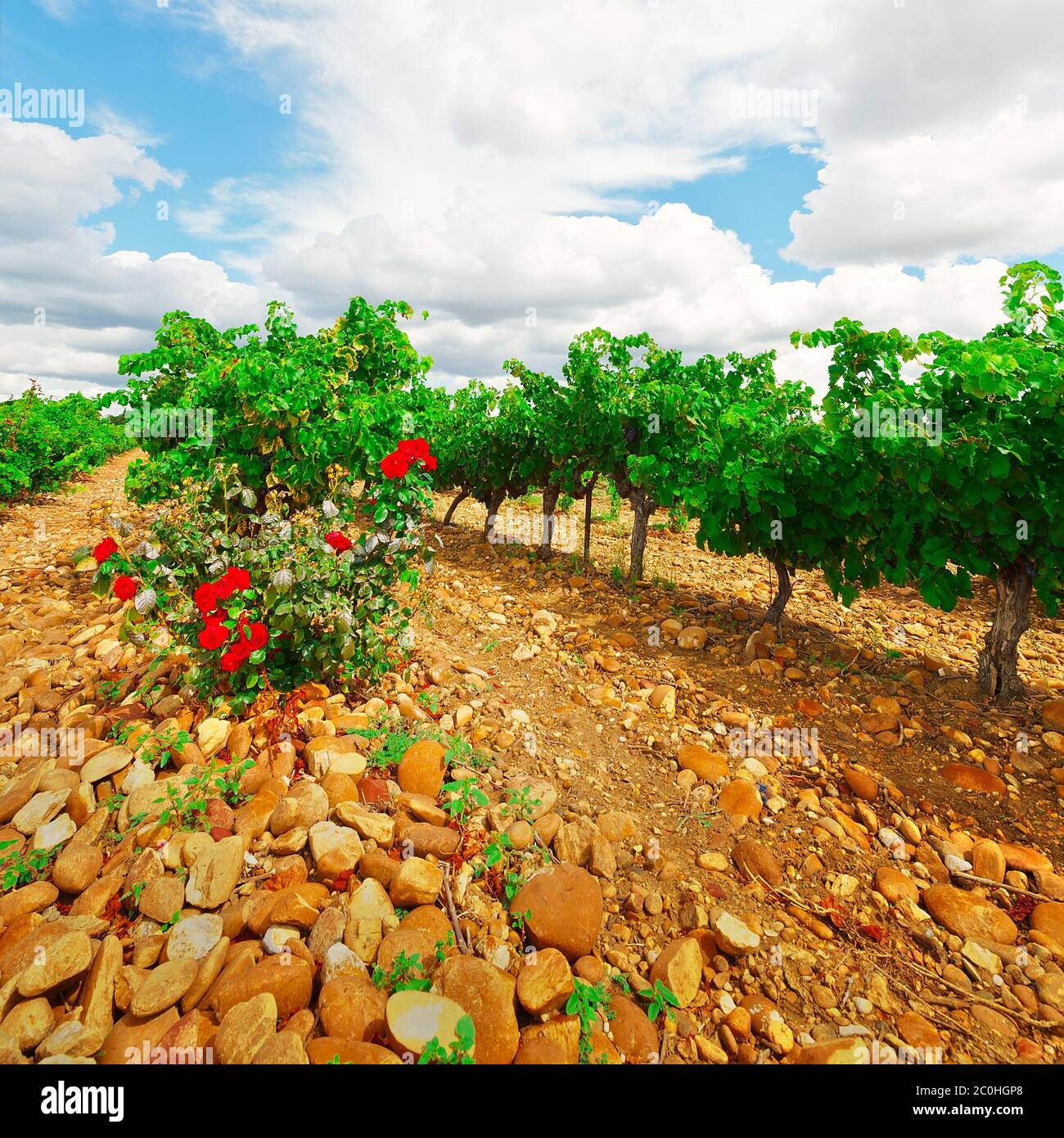 Rose hill farm hi-res stock photography and images - Alamy