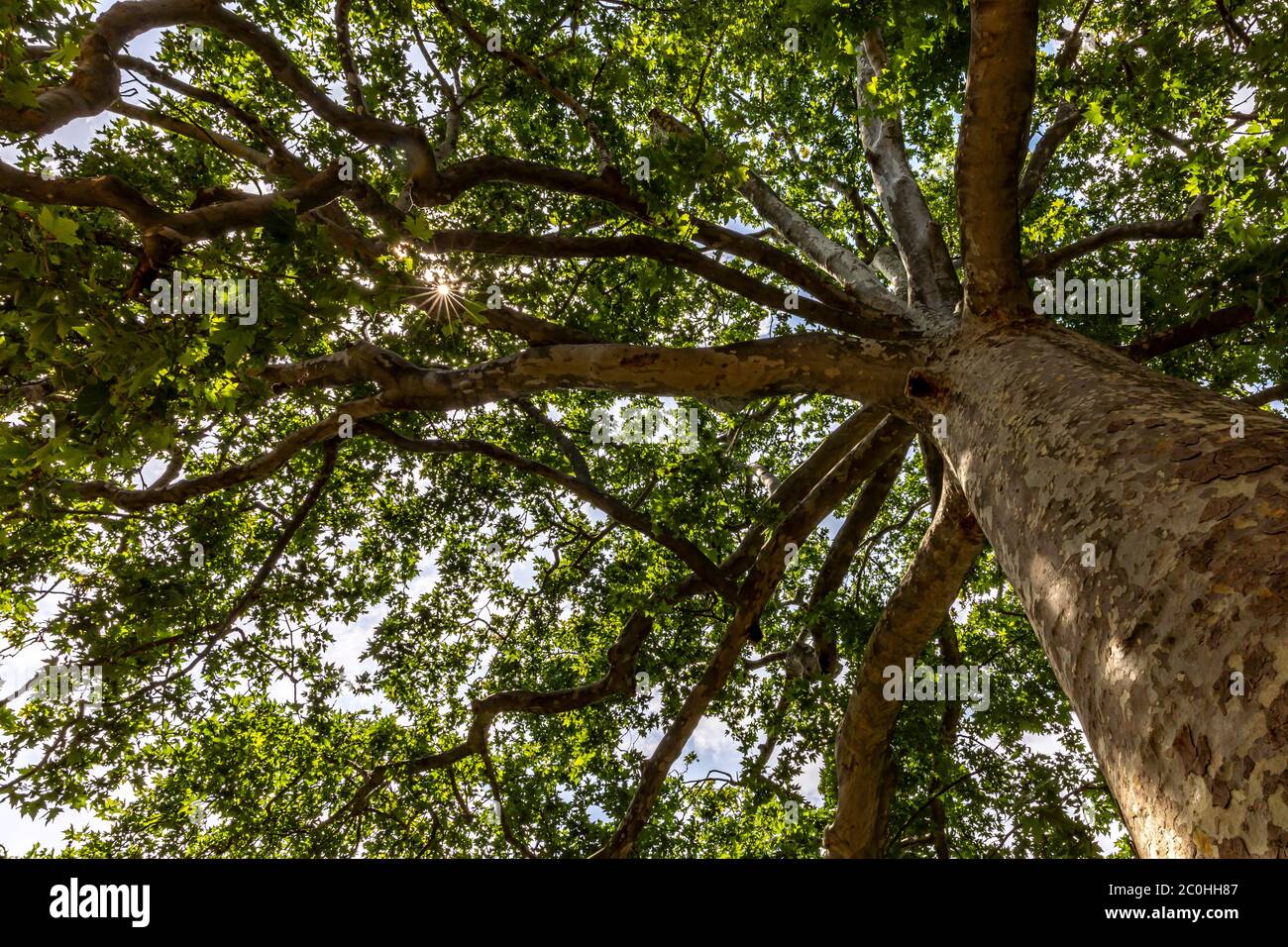 Platan hi-res stock photography and images - Alamy