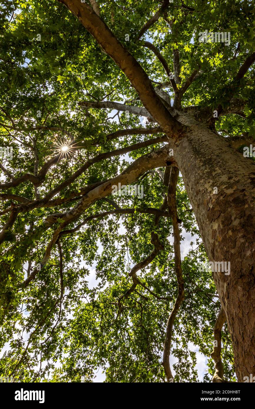 Platan hi-res stock photography and images - Alamy