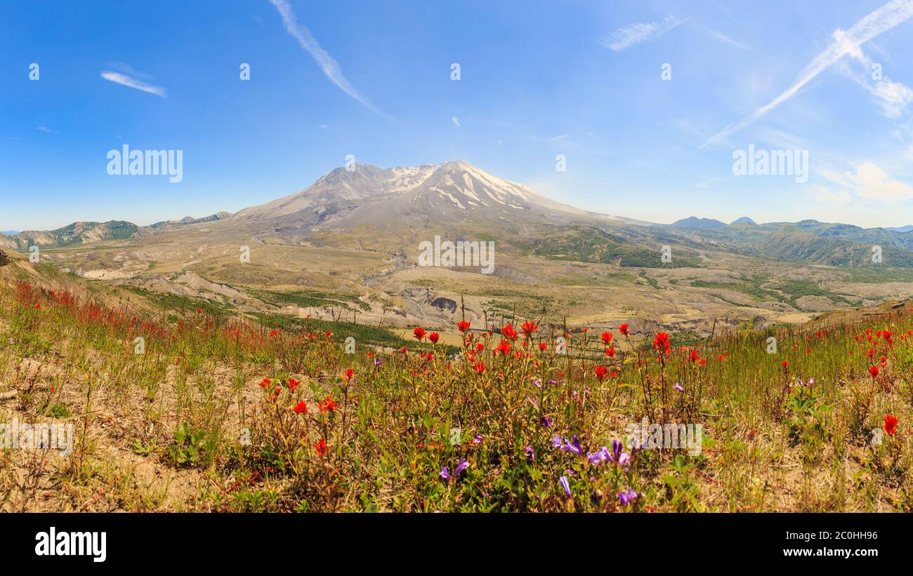 Panorama of the beautiful valley of flowers with Mount St. Helens on ...