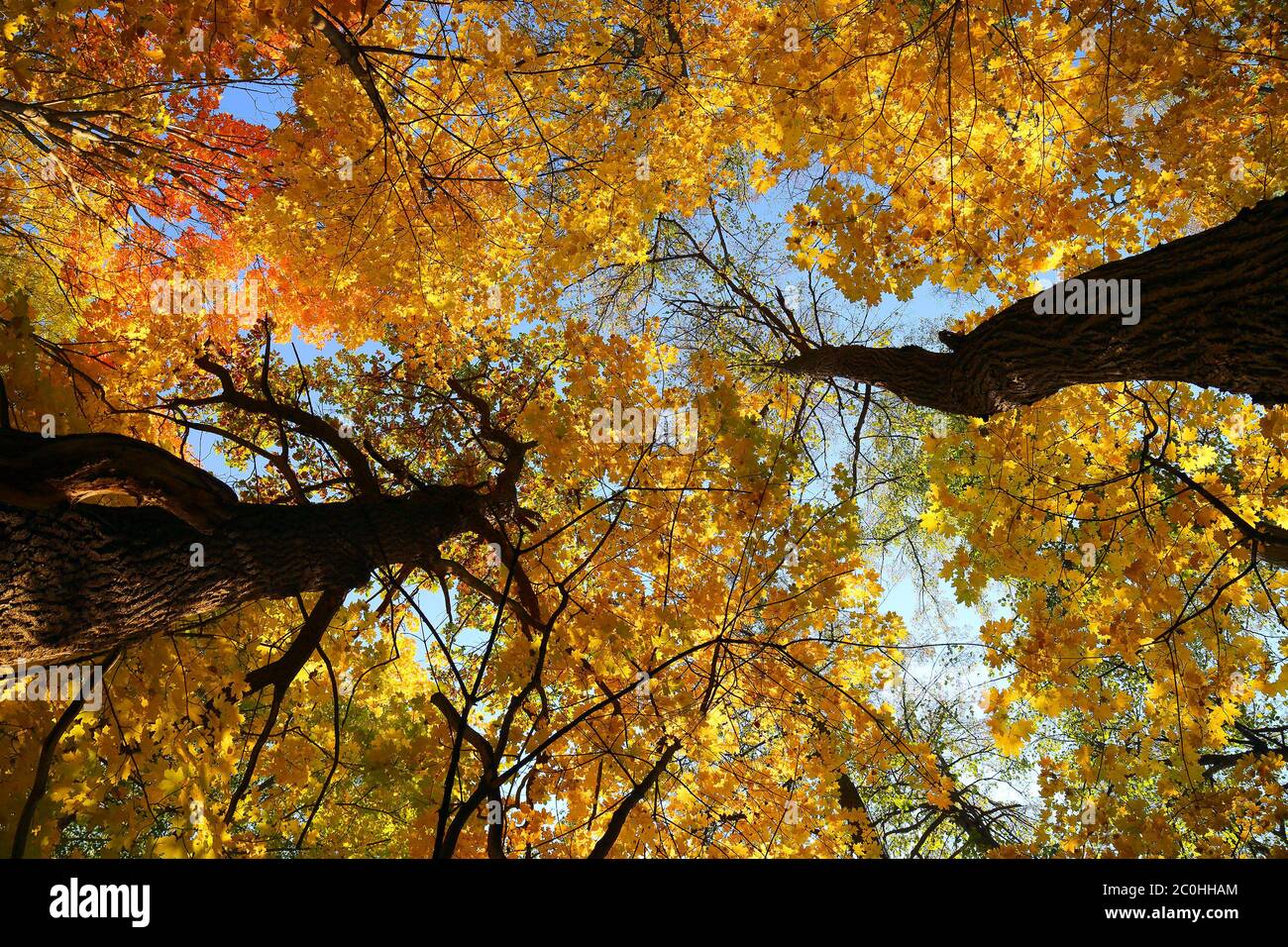 autumn leaves on trees under sky Stock Photo - Alamy