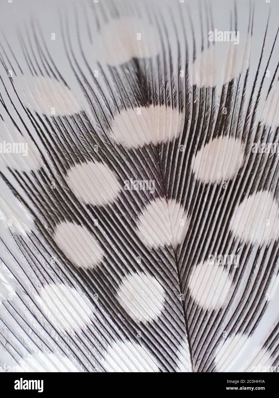 feather texture close-up. Partridge feather close-up. White speckles on ...