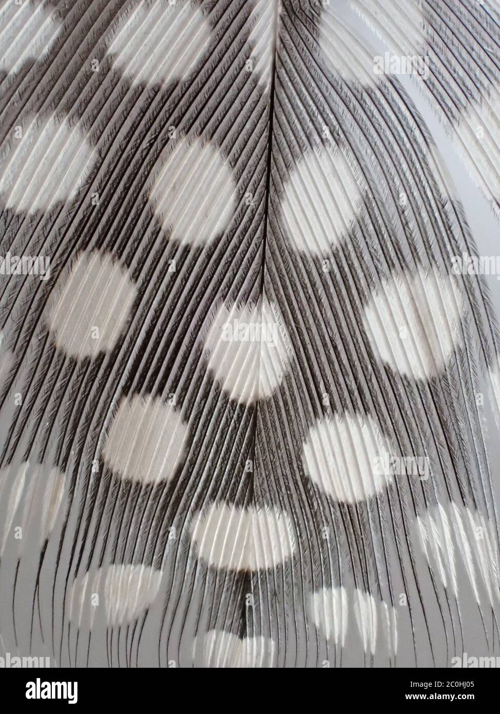 feather texture close-up. Partridge feather. White speckles on a gray ...