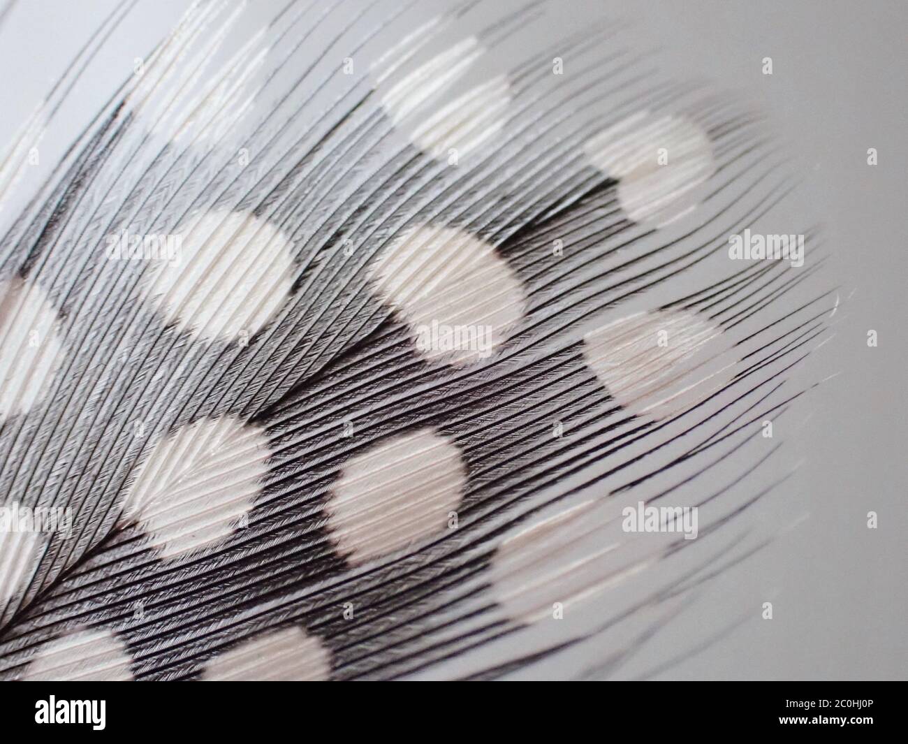 feather texture close-up. Partridge feather close-up. White speckles on ...