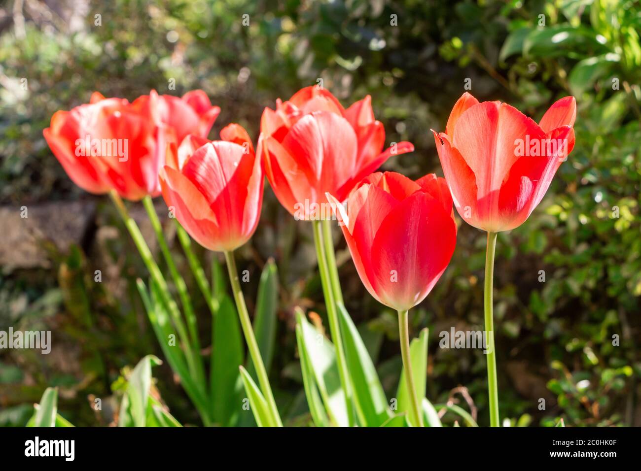 Red tulip flowers in a stone trough during spring Stock Photo - Alamy