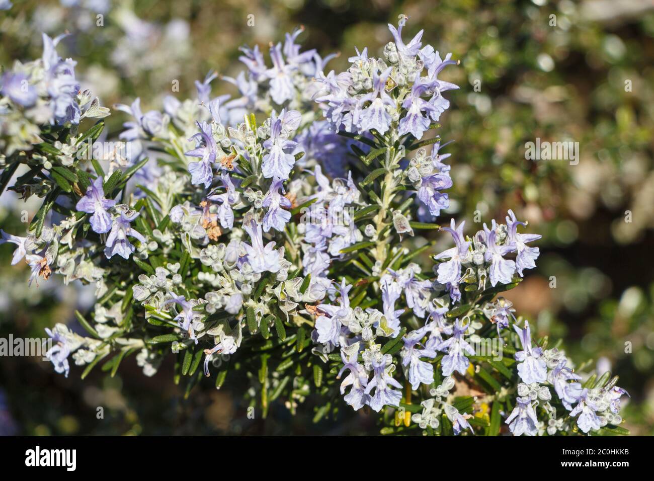 Rosemary plant with purple flowers in a garden during spring Stock ...