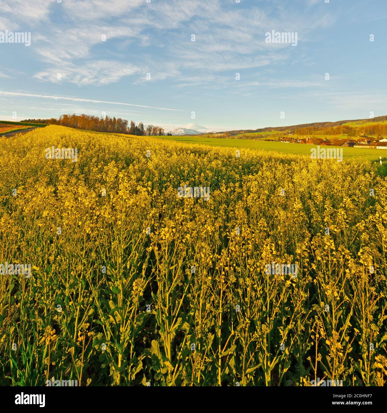 Alfalfa field hi-res stock photography and images - Alamy