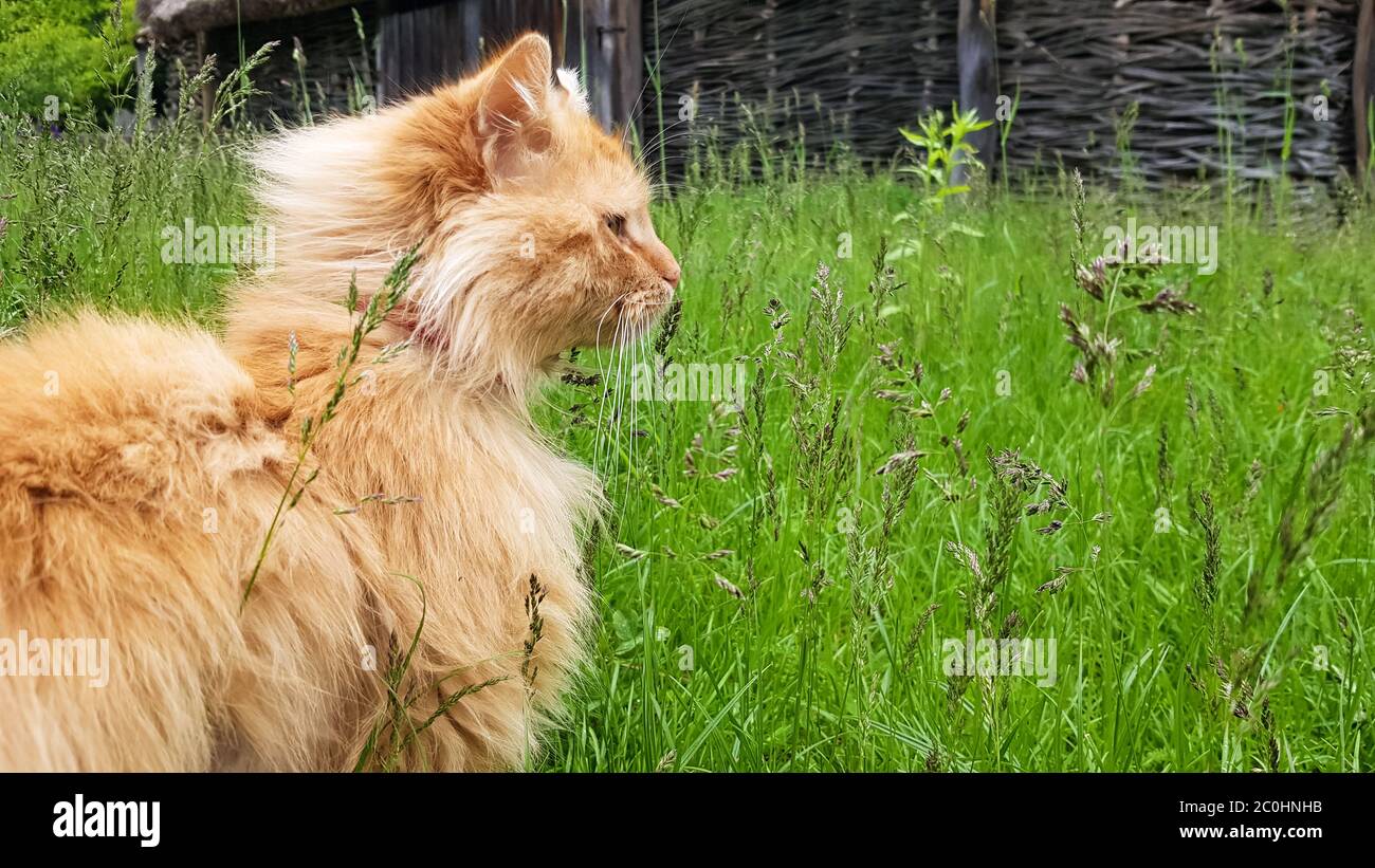 Beautiful fluffy red cat with yellow eyes in the summer sun rays in the ...
