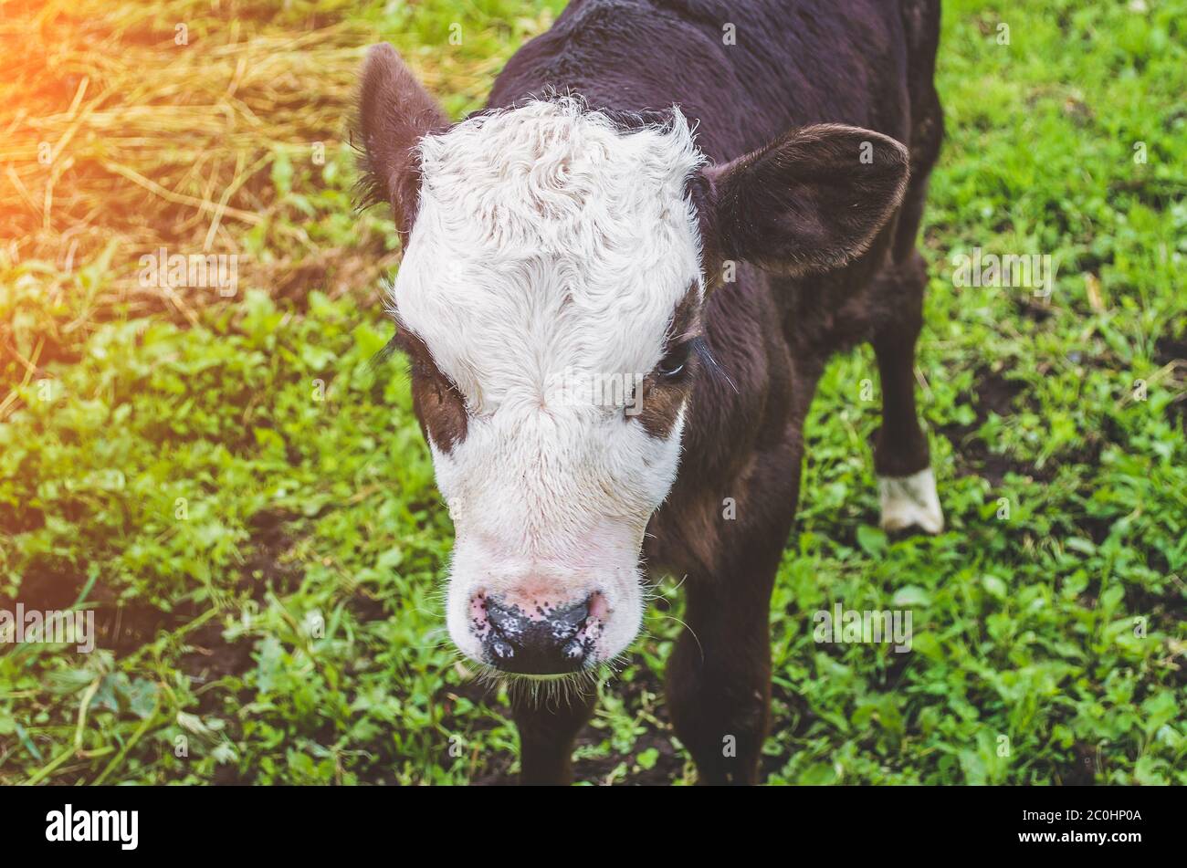 Calf bull cow in the pen of a village Stock Photo - Alamy