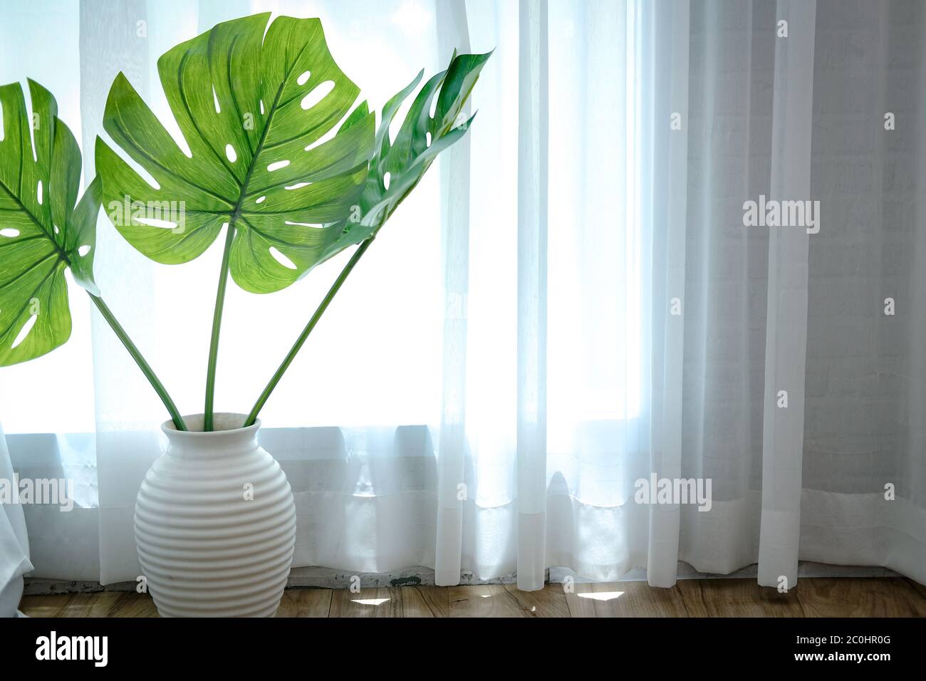 monstera plant in ceramic vase beside see through sheer window curtain ...