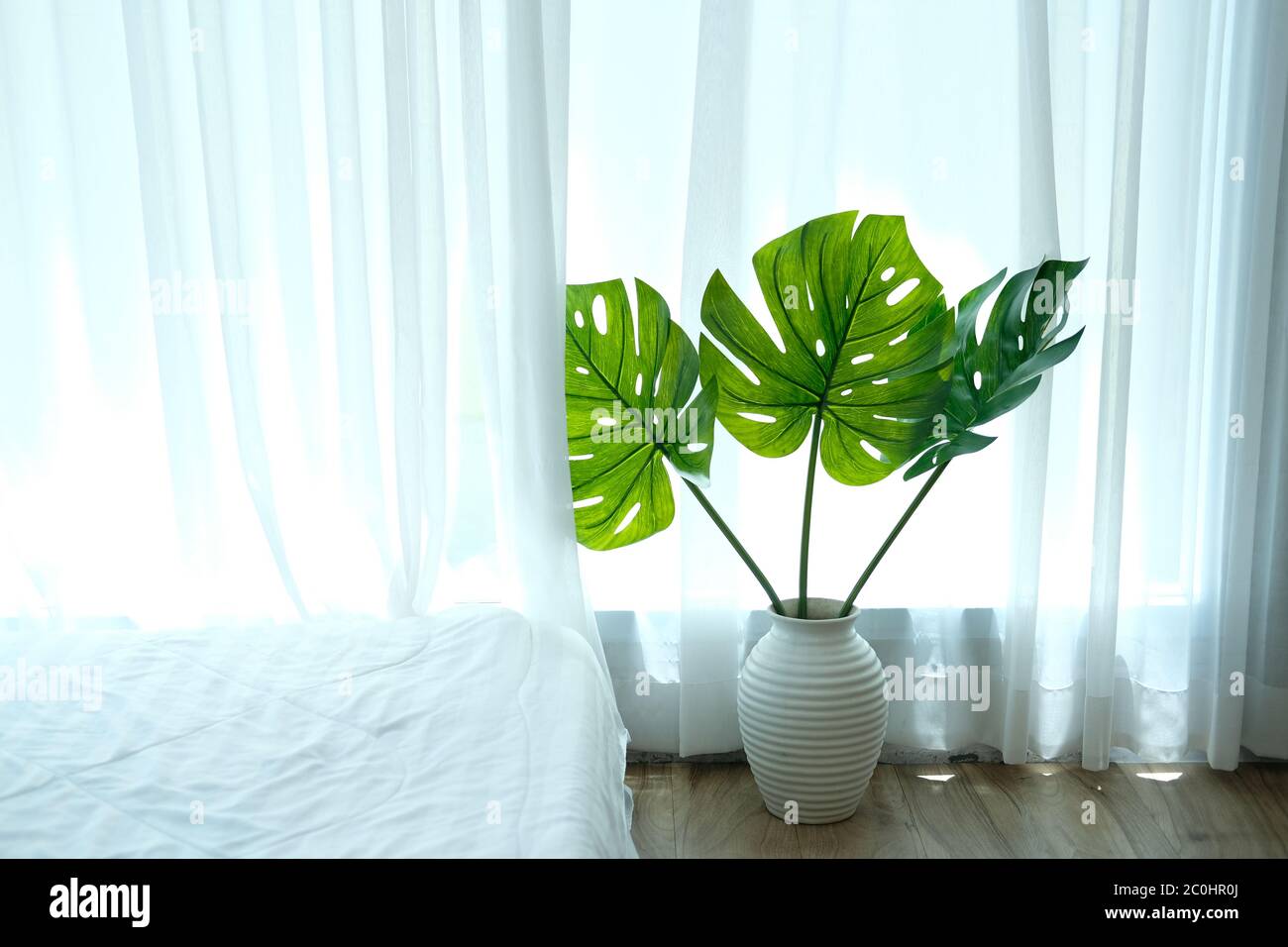 monstera plant in ceramic vase beside see through sheer window curtain ...