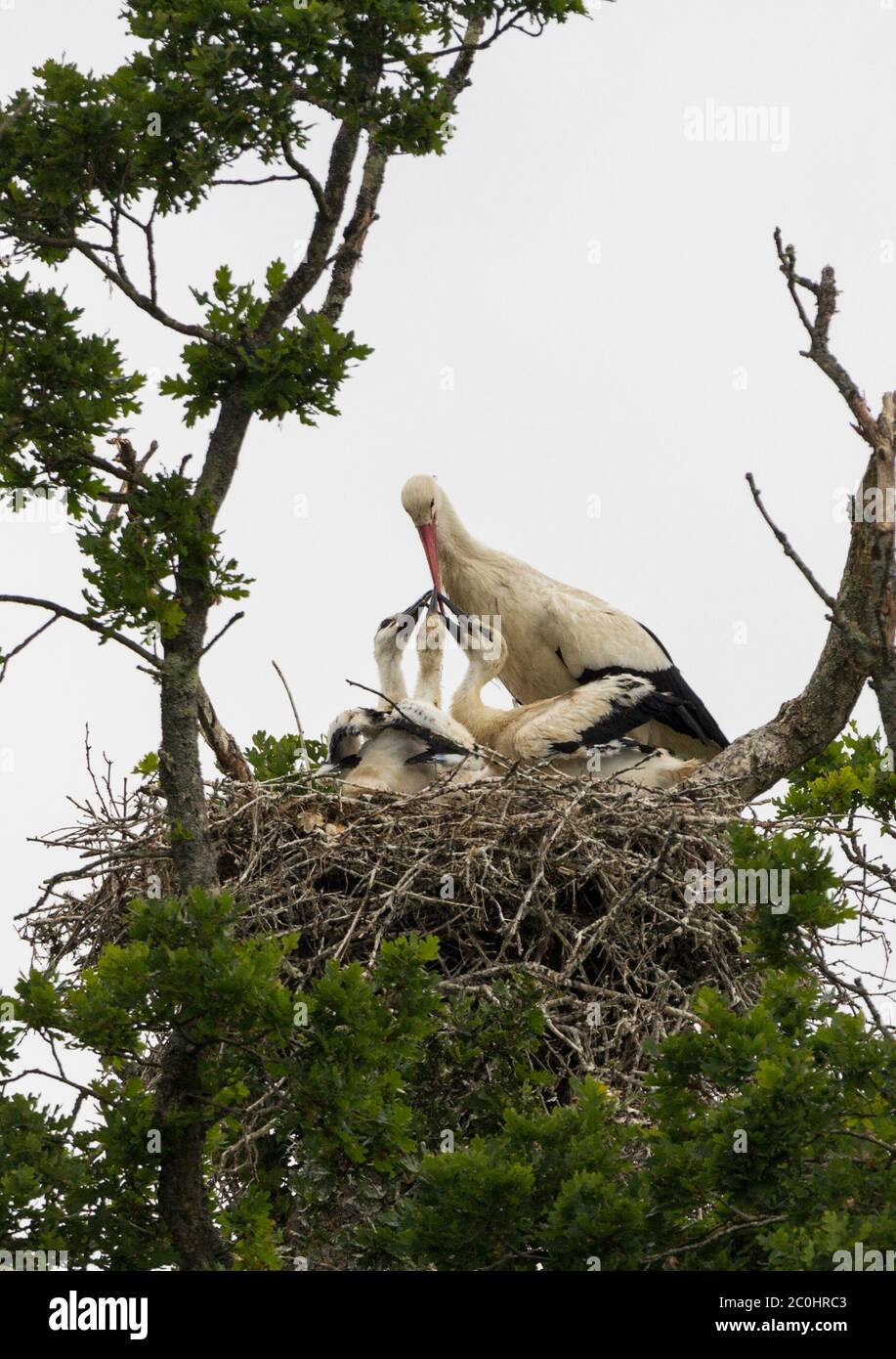 White storks breeding in UK white with black on wings long sharp orange ...