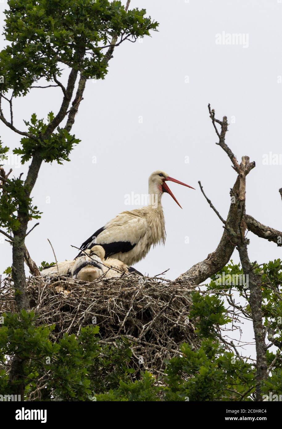 White storks breeding in UK white with black on wings long sharp orange ...