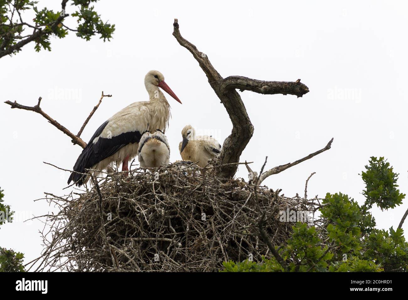 White storks breeding in UK white with black on wings long sharp orange ...