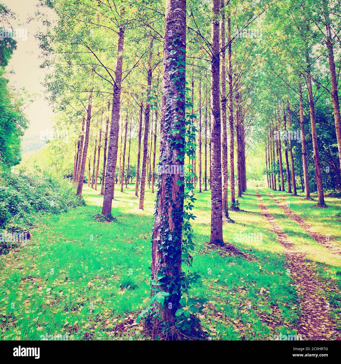Gravel road spruce forest hi-res stock photography and images - Alamy