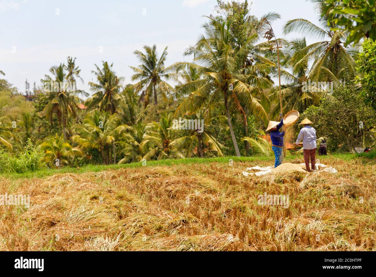 Ubud, Bali-Indonesia-Nov.13,2014:Two people cleaning rice on a rice ...