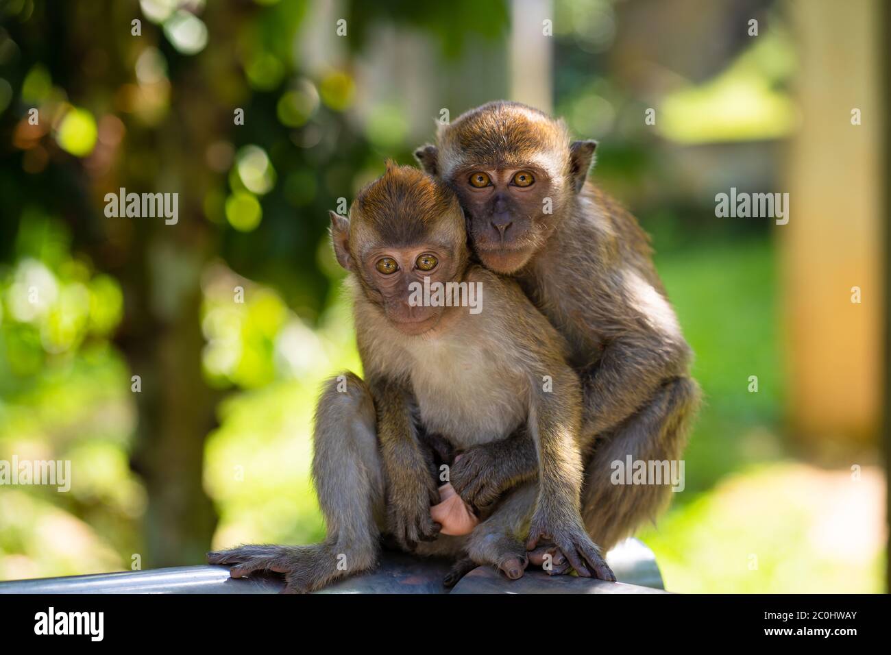 Two little monkeys hug while sitting on a fence Stock Photo - Alamy