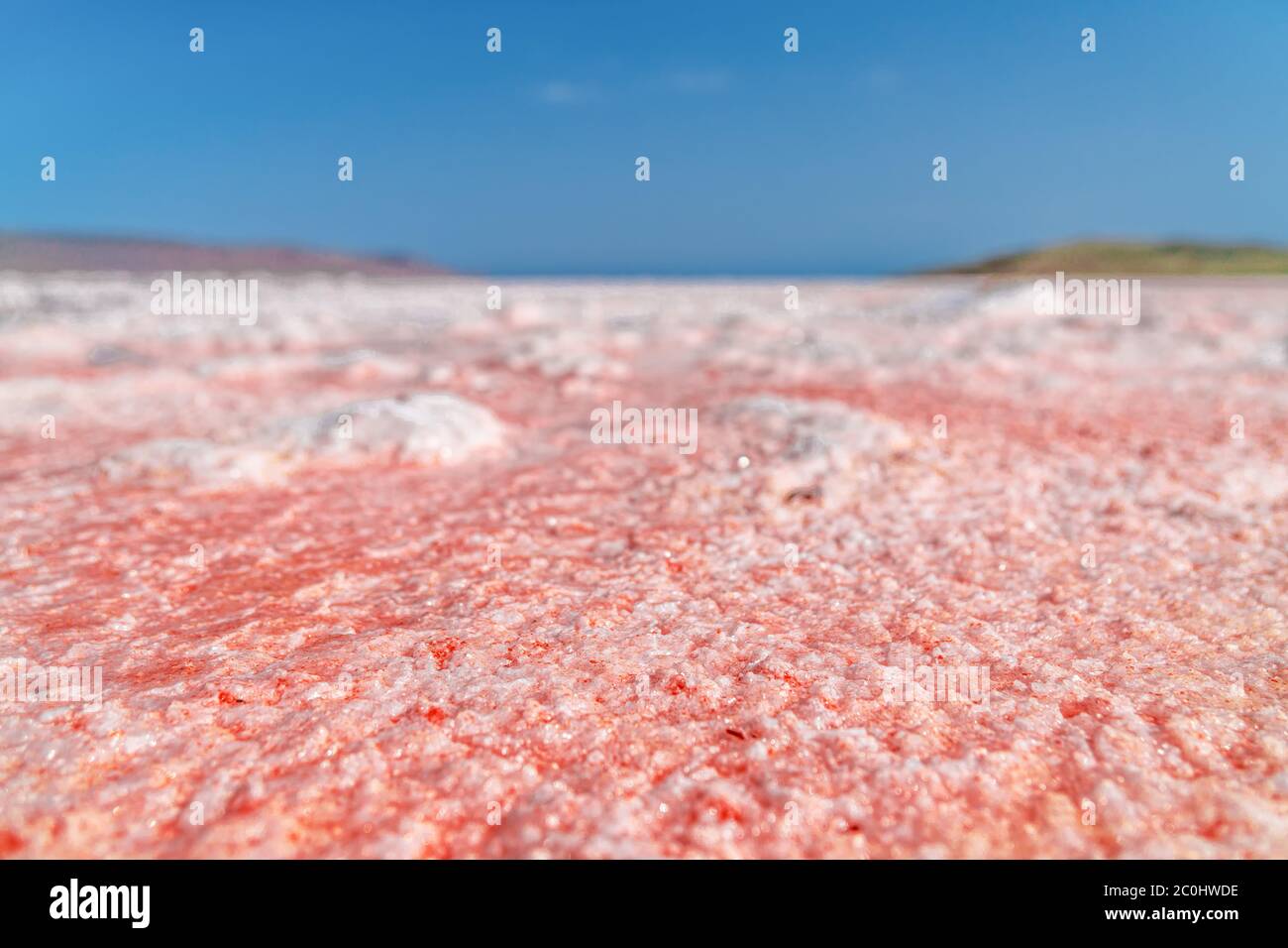 Brine and salt of a pink lake Koyash colored by microalgae Dunaliella ...