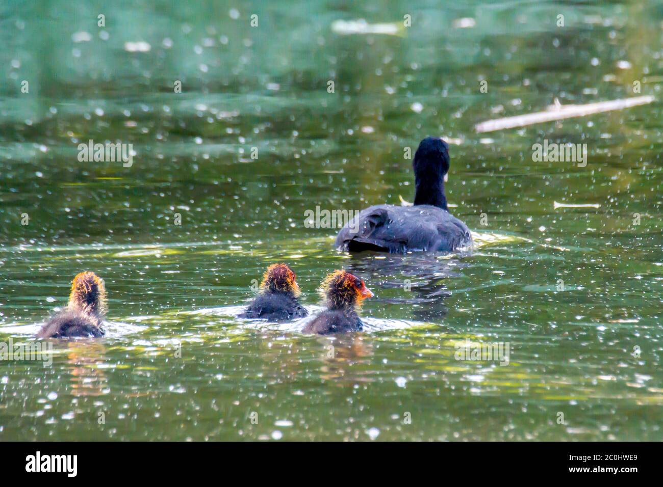 coot family at green clear lake in summer season time Stock Photo - Alamy