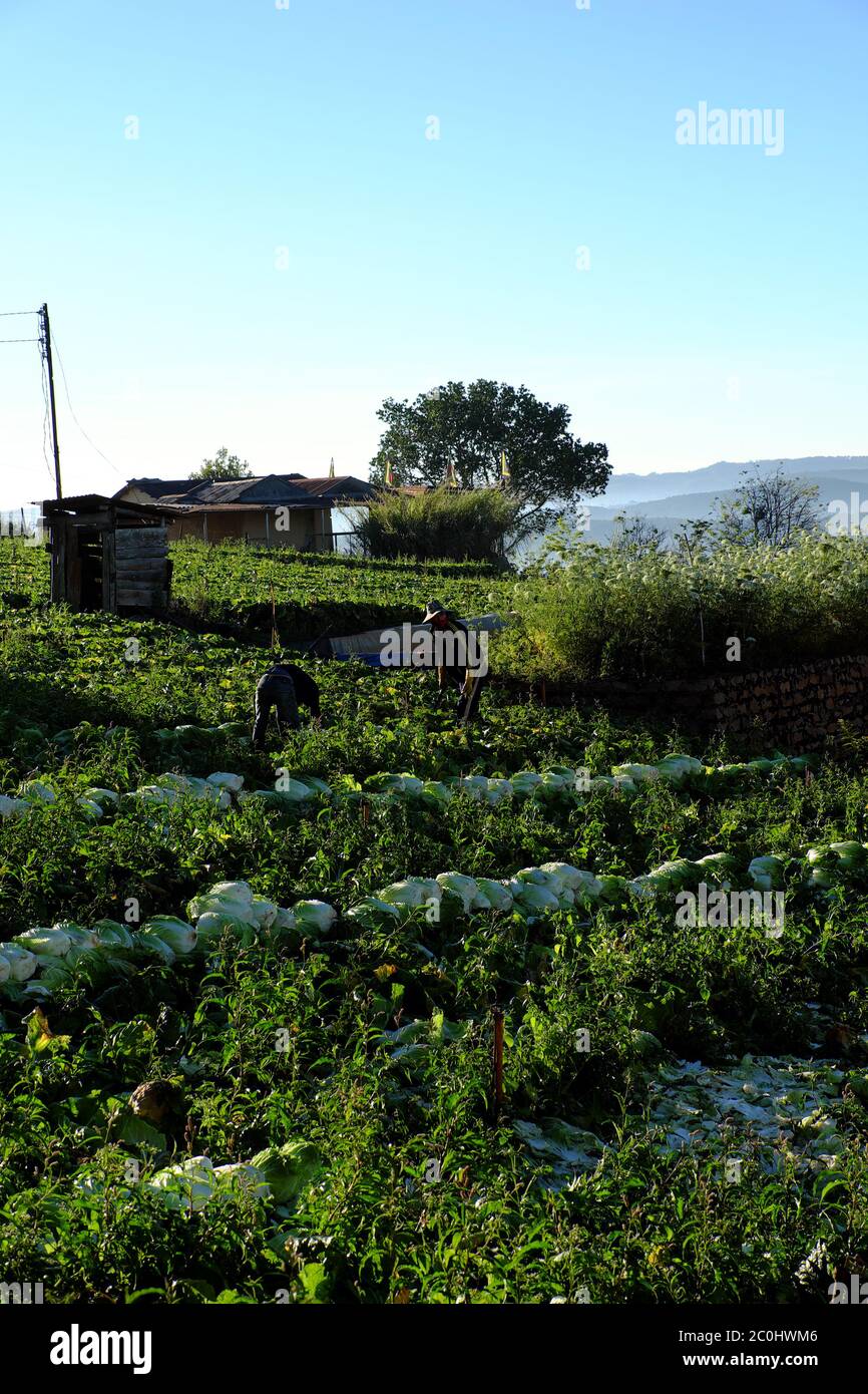 Vietnamese farmer harvest cabbage on agriculture field at morning, Da ...