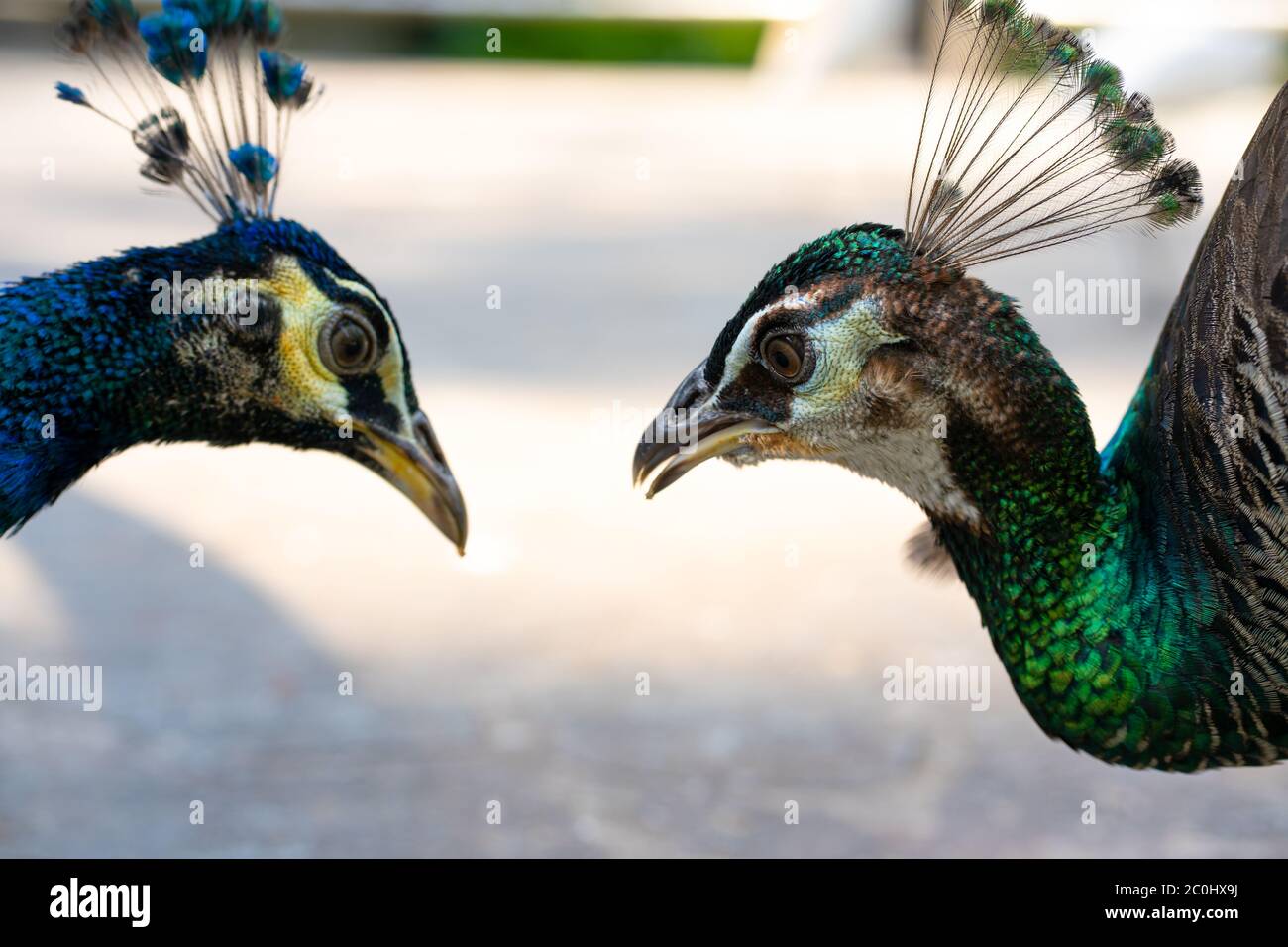 Male And Female Peacocks