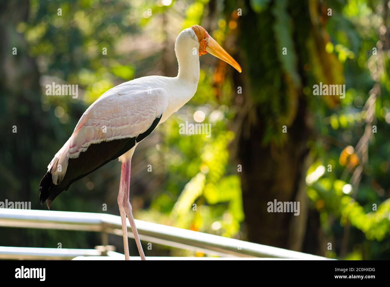 Portrait of milk stork on a fence Stock Photo - Alamy