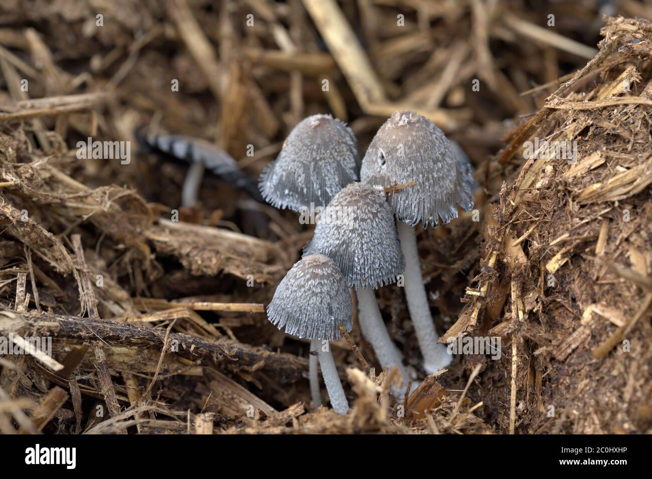 Inky cap mushroom hi-res stock photography and images - Alamy