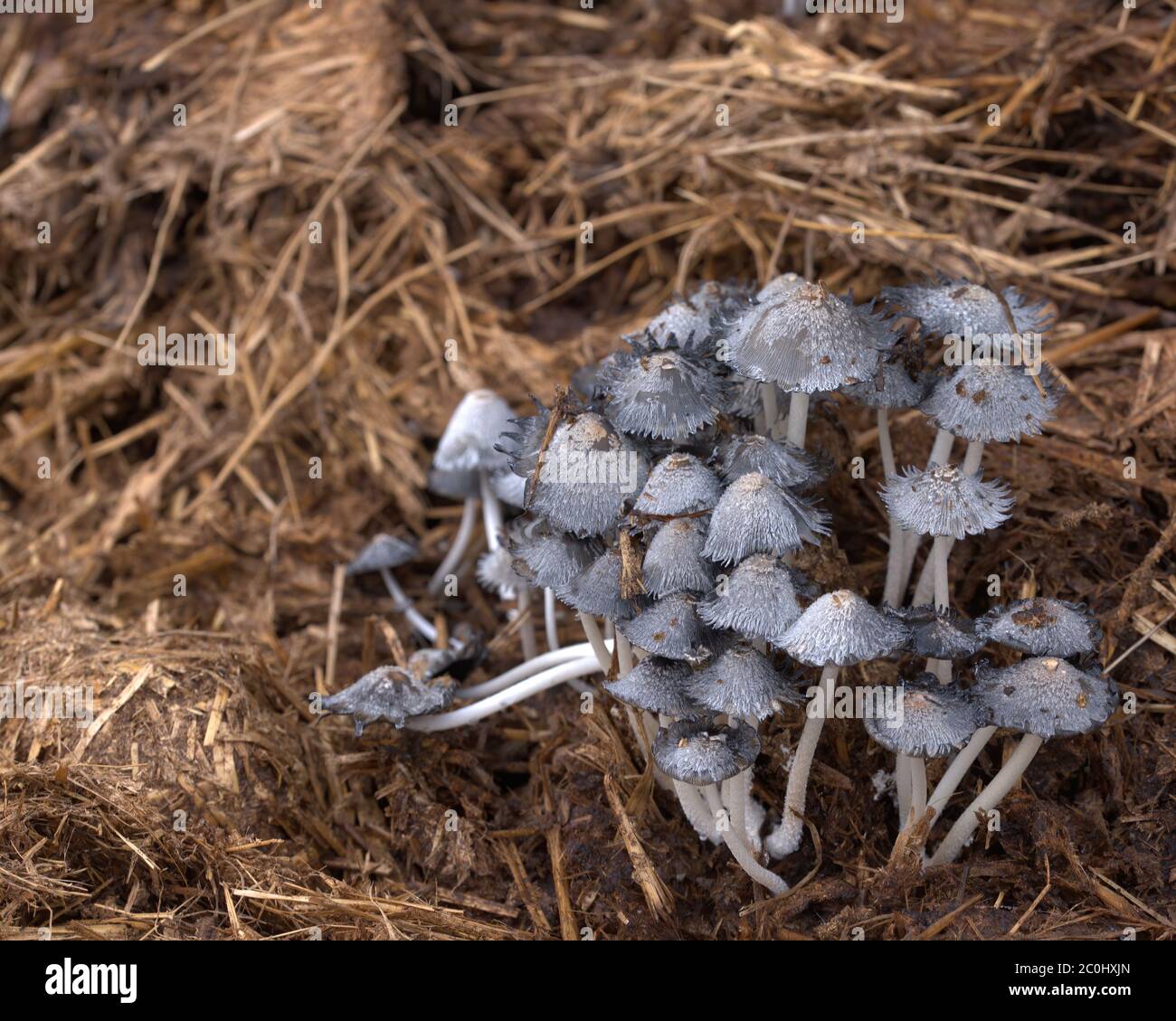 Inky cap mushroom hi-res stock photography and images - Alamy